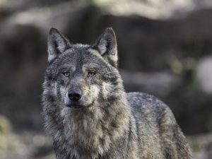 Wolves in Wyoming: Rewilding Yellowstone National Park · One Wild Thing