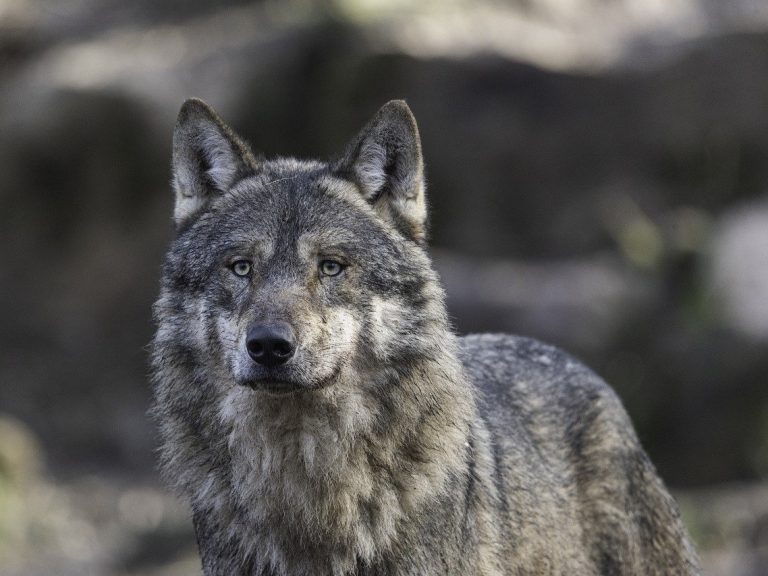 Wolves in Wyoming: Rewilding Yellowstone National Park · One Wild Thing