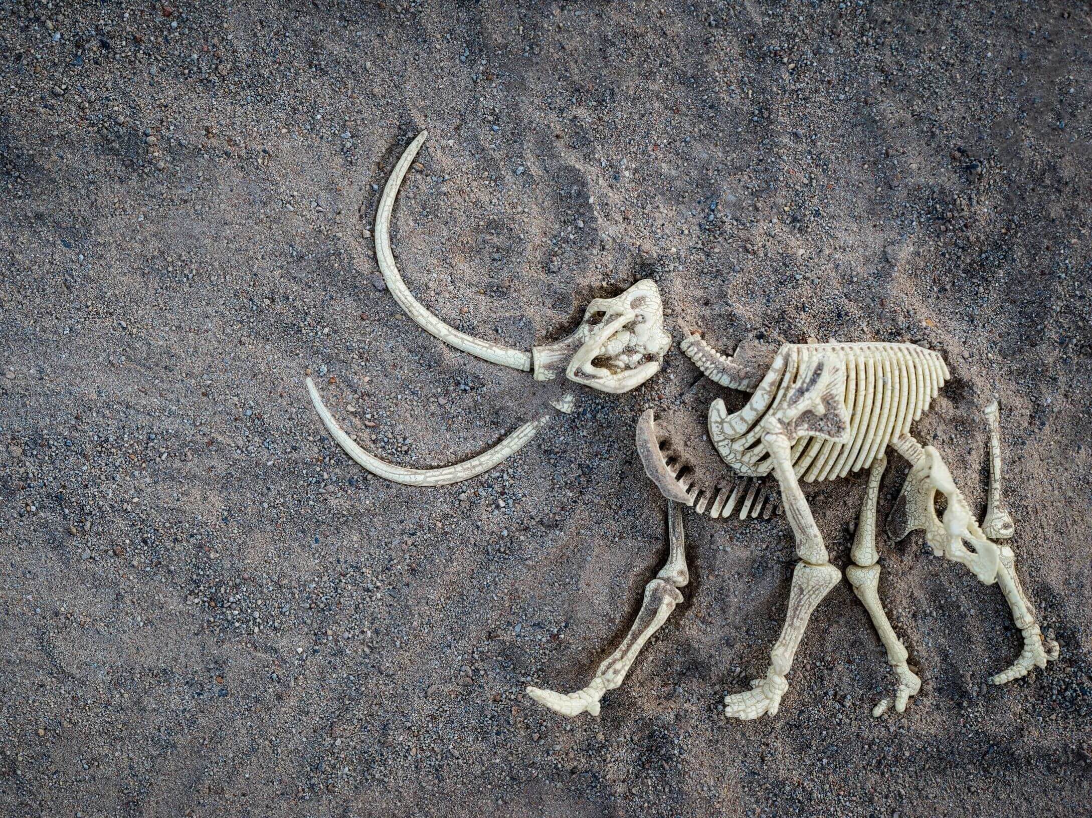 Bringing Back Mammoths in Pleistocene Park · One Wild Thing