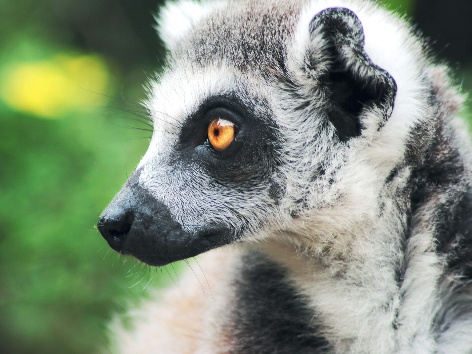 Animals of Instagram: The Growing Exotic Pet Trade · One Wild Thing