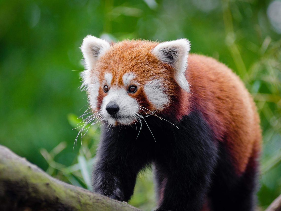 Animals of Instagram: The Growing Exotic Pet Trade · One Wild Thing