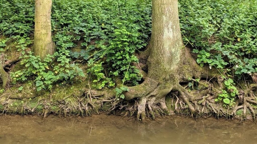 Wolves in Wyoming: Rewilding Yellowstone National Park · One Wild Thing