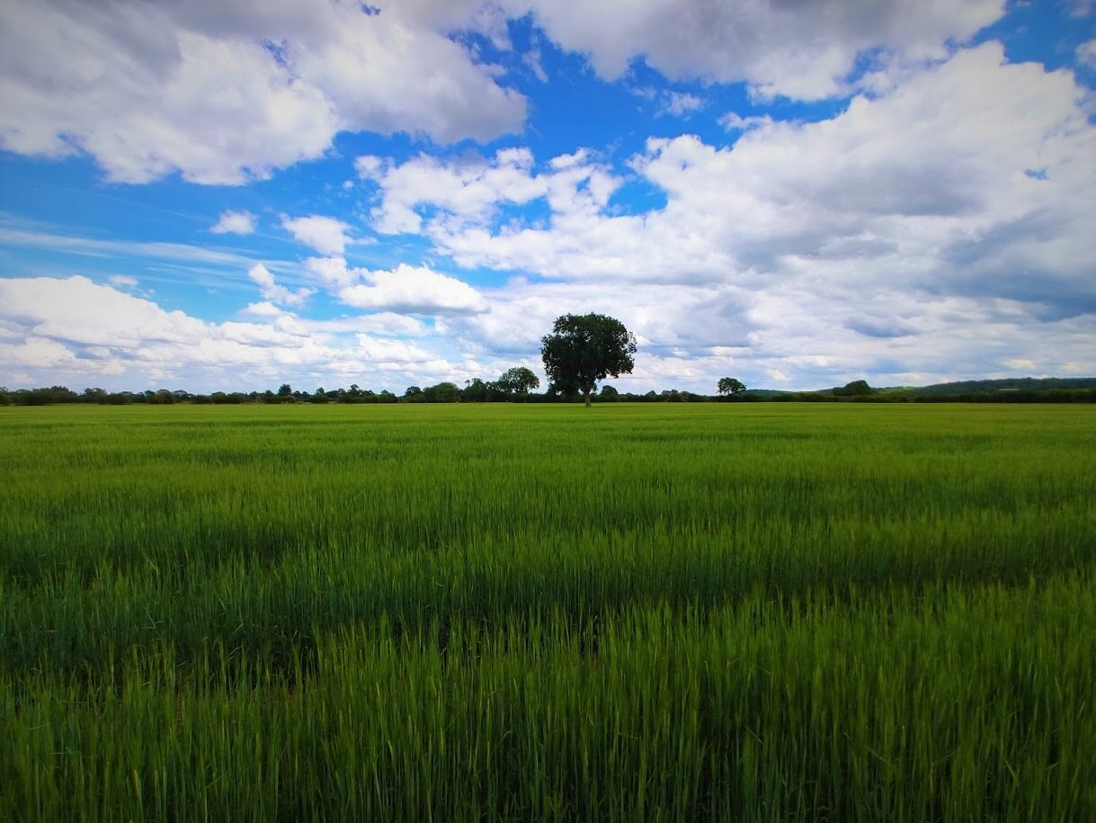 7 Reasons Why Britain Needs Nature · One Wild Thing