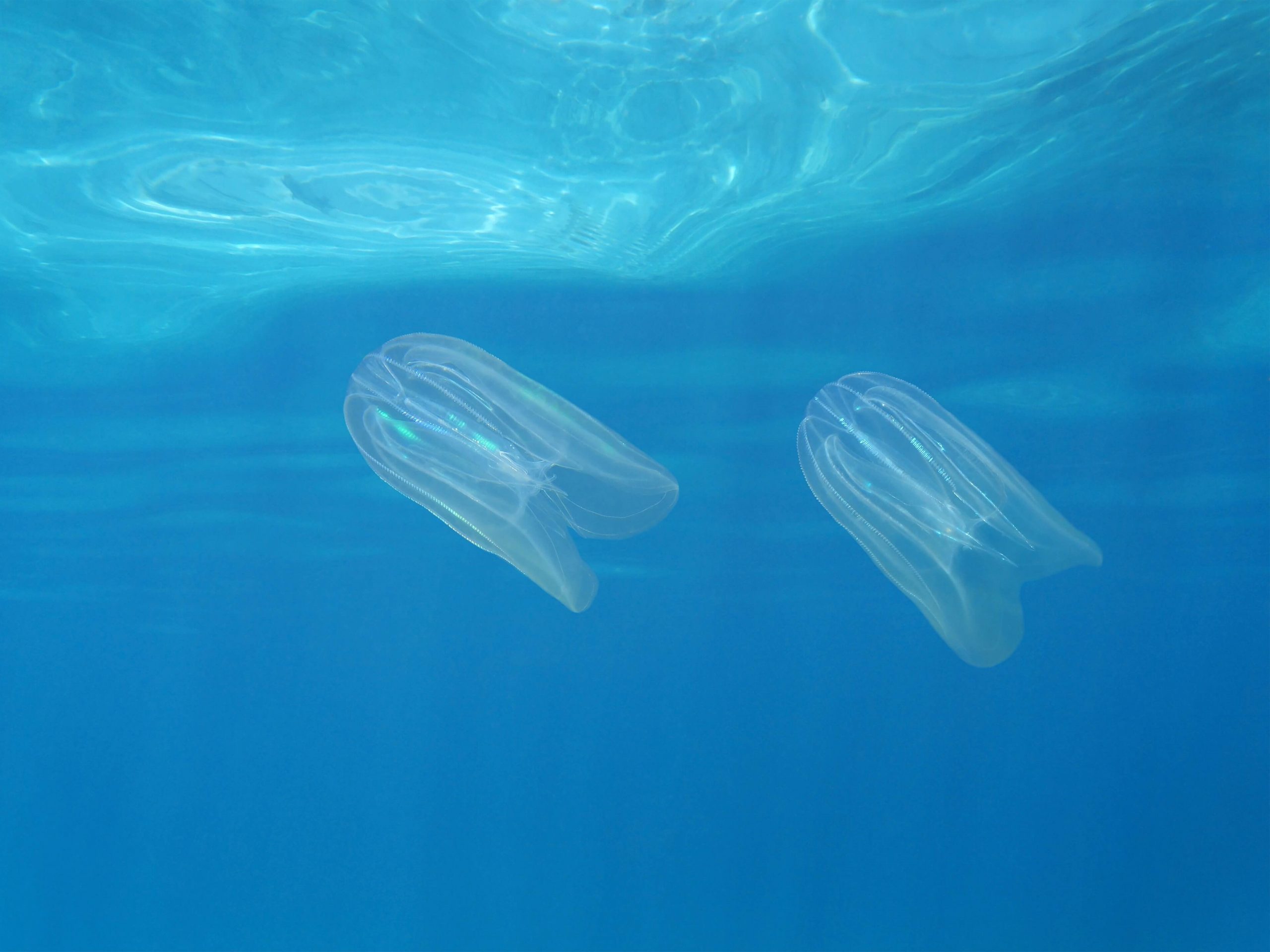 What Is An Invasive Species: Nature’s World Travellers · One Wild Thing