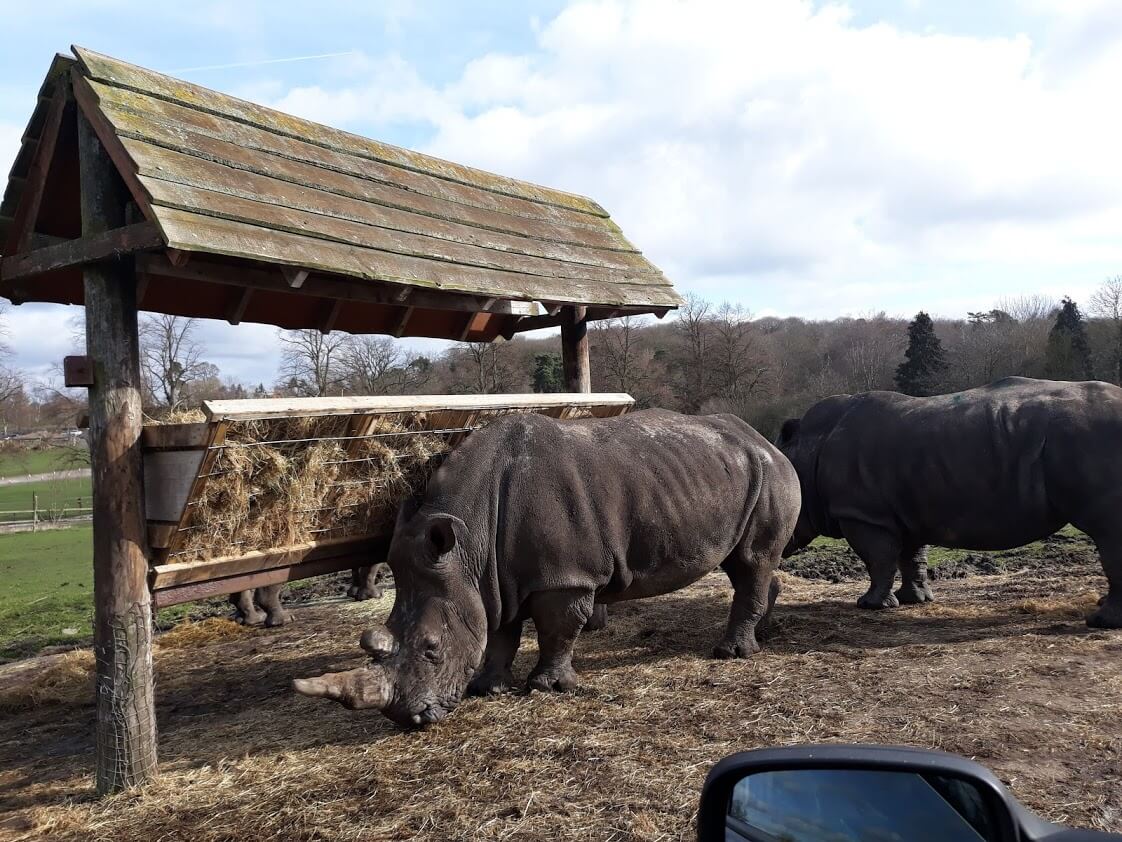 Are Zoos Good for Conservation? · One Wild Thing