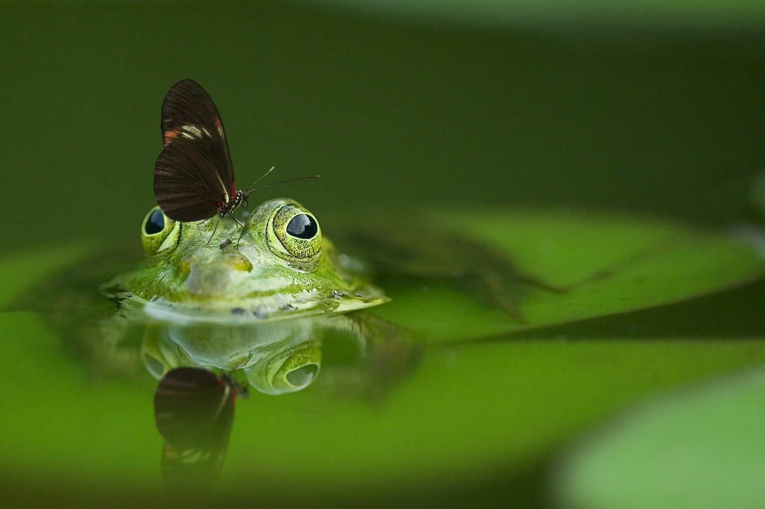 Human Disconnection with Nature: Why It's Hard to Care · One Wild Thing