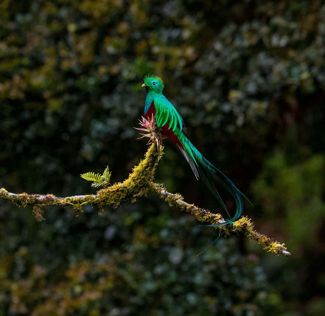 5 Reasons to LOVE the Monteverde Cloud Forest · One Wild Thing