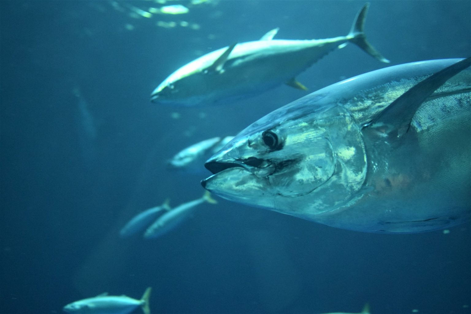 4 Ways to Identify the Most Sustainable Fish to Eat · One Wild Thing