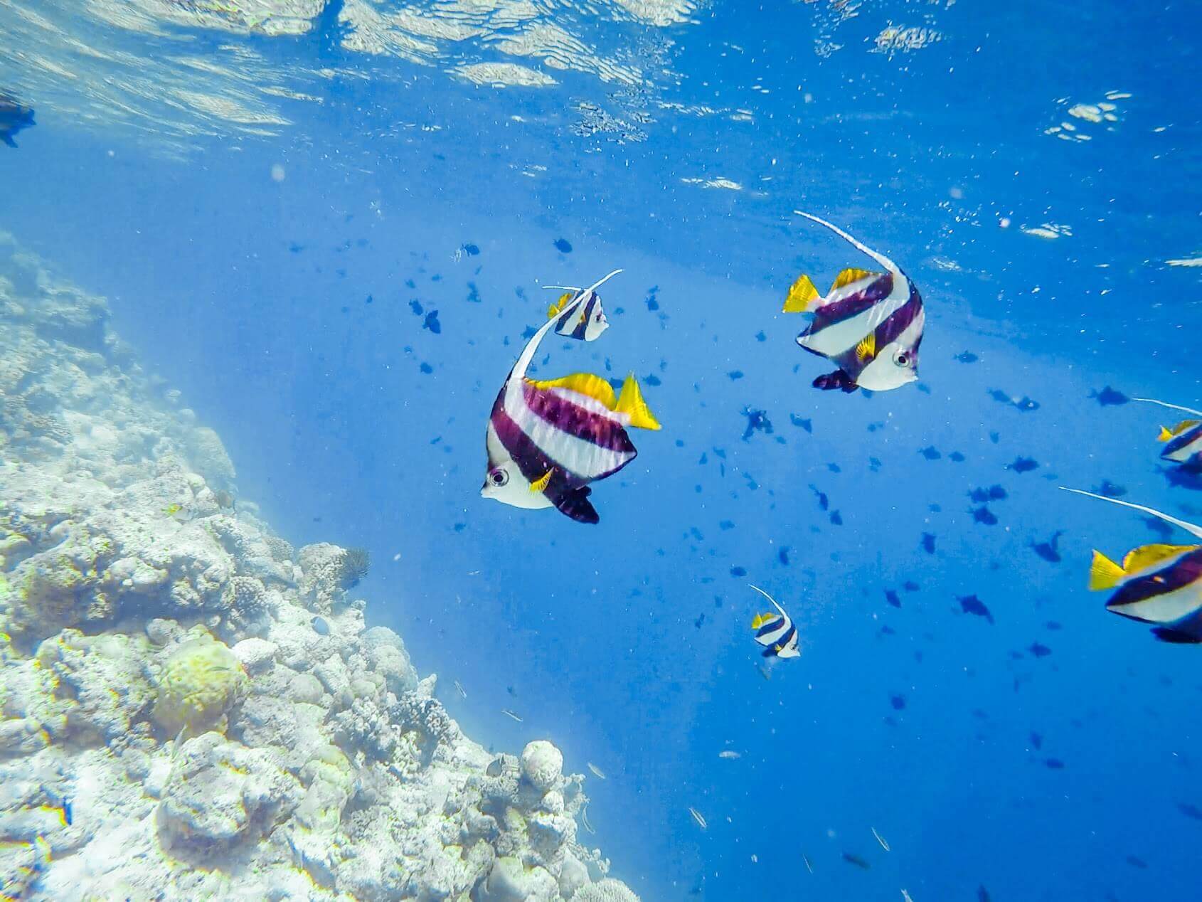 Maldives Wildlife: Vivid Reefs & Majestic Giants · One Wild Thing