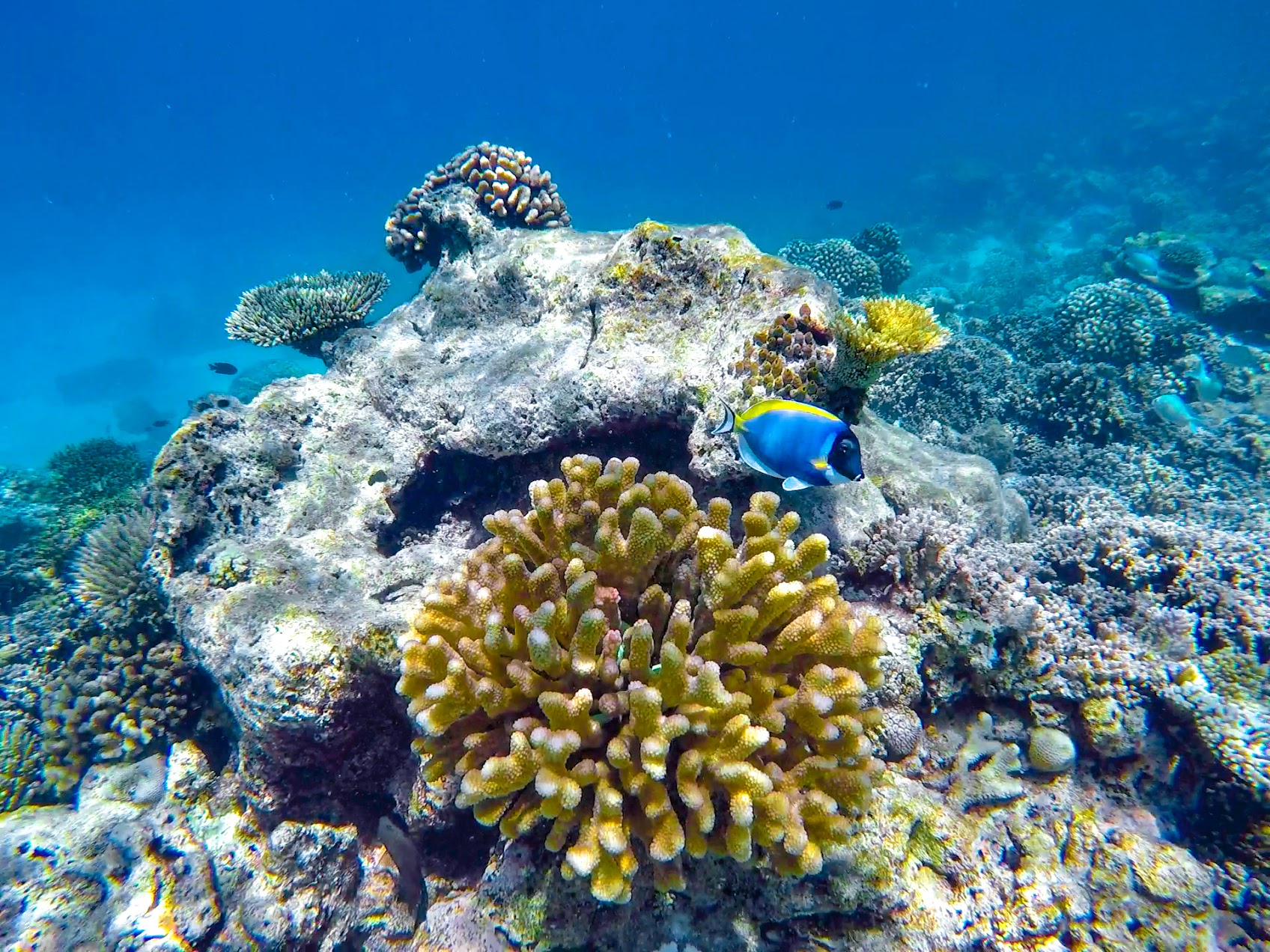 Maldives Wildlife: Vivid Reefs & Majestic Giants · One Wild Thing