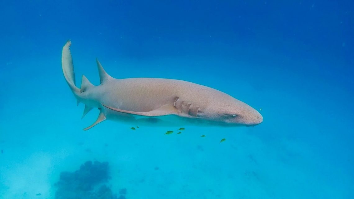 A Guide to The Maldives: Swim with Sharks · One Wild Thing