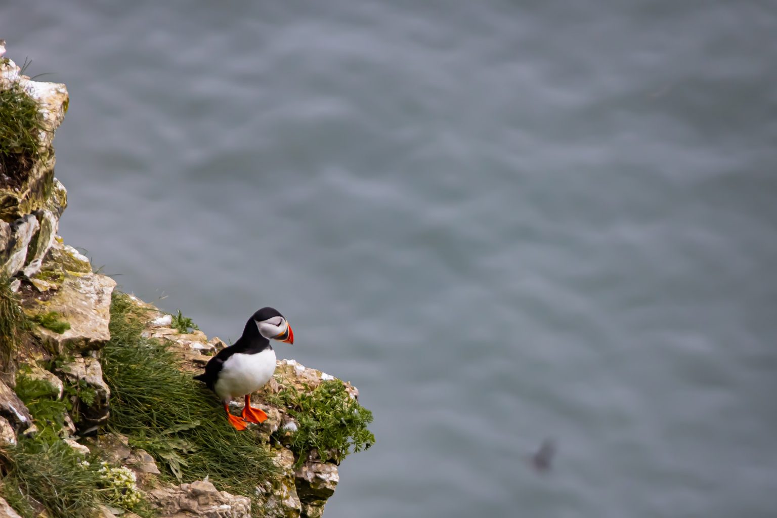 Discover Wild Animals in the UK · One Wild Thing