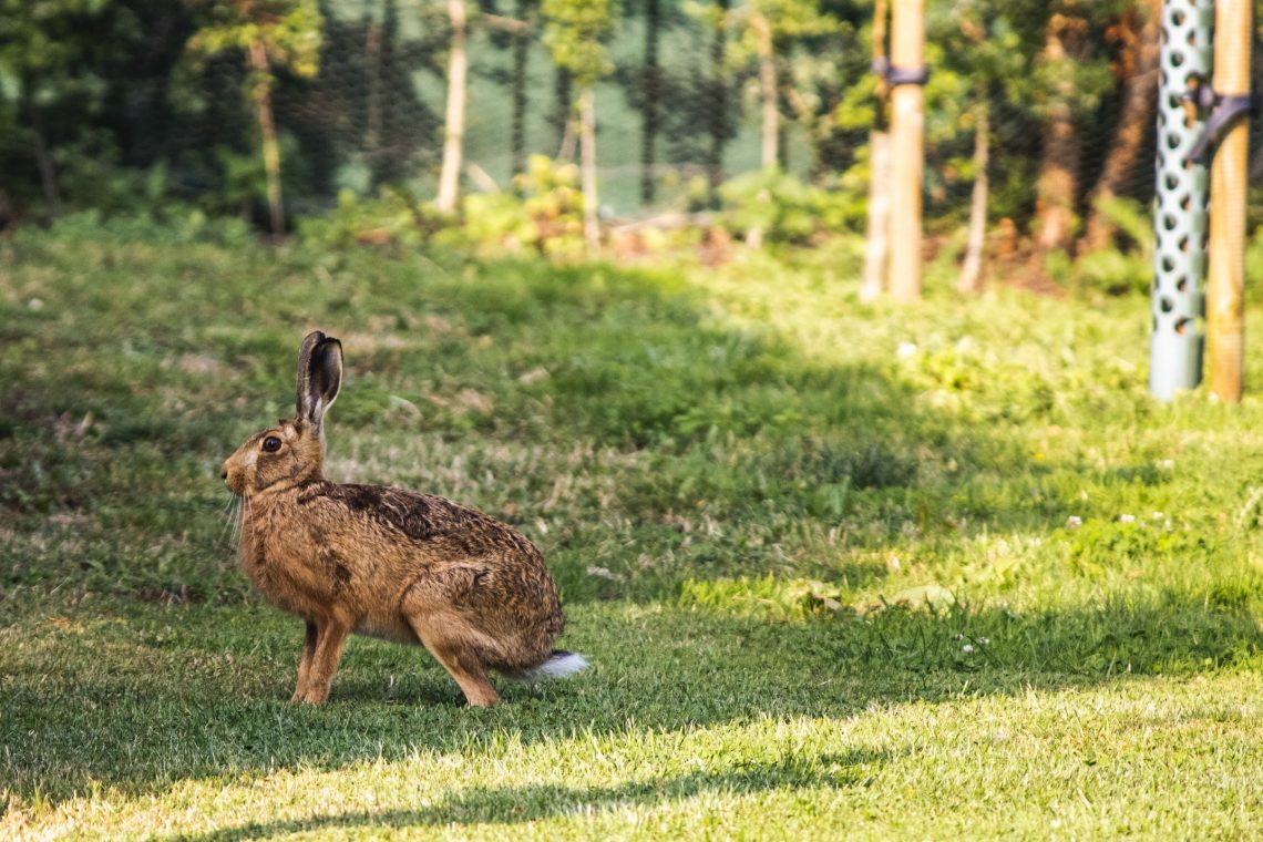 Discover Wild Animals in the UK · One Wild Thing